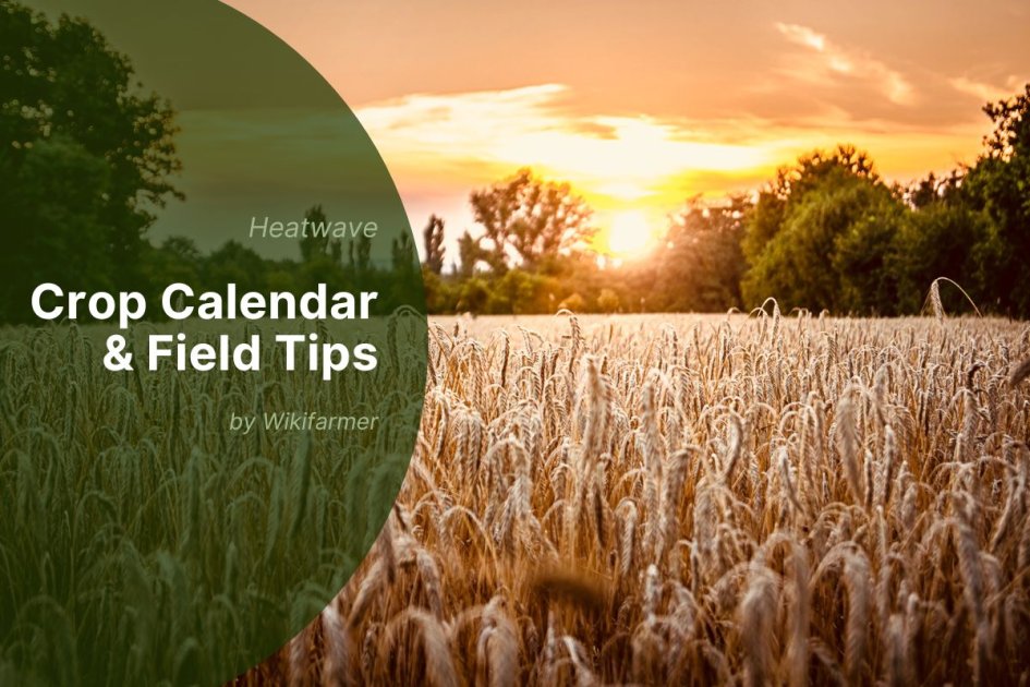 The impact of the July 2025 heatwave on crops across southern Europe | Wikifarmer